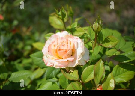 Beautiful bushy beige roses close-up. Beautiful rose with beige and ...