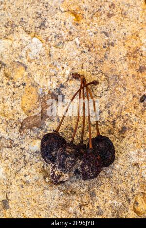 Spoiled and rotten cherries . Inedible fruits Stock Photo - Alamy