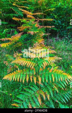 A high angle shot of fern leaves in a forest at daylight Stock Photo ...