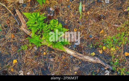 freshly sprouting vegetation after a forest fire Stock Photo - Alamy