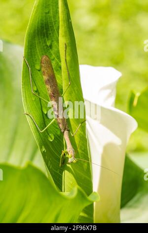 Flag Mantis on a leaf hunting in Arusha, Tanzania Stock Photo - Alamy
