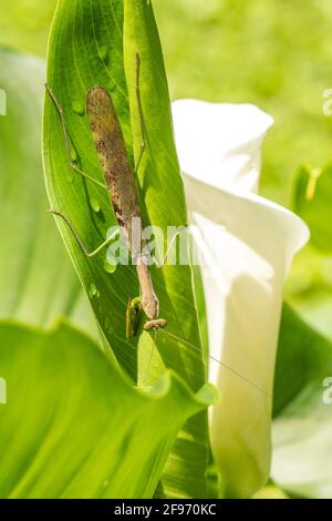 Flag Mantis on a leaf hunting in Arusha, Tanzania Stock Photo - Alamy