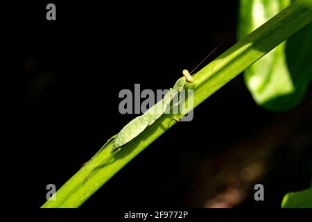 Juvenile Flag Mantis in Arusha, Tanzania Stock Photo - Alamy