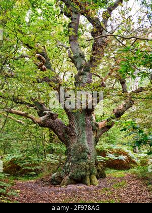 Primeval forest on the island of Vilm Stock Photo - Alamy