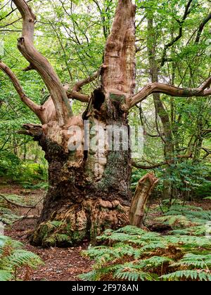 Primeval forest on the island of Vilm Stock Photo - Alamy