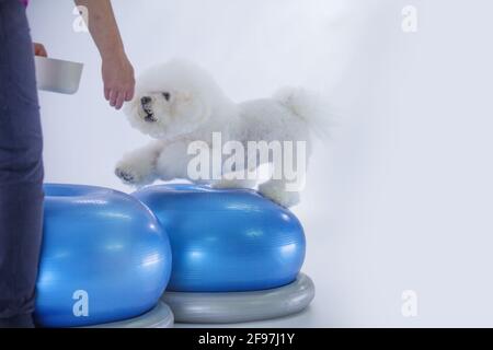 Closeup shot of a person playing with a Bichon Frise puppy on a white ...