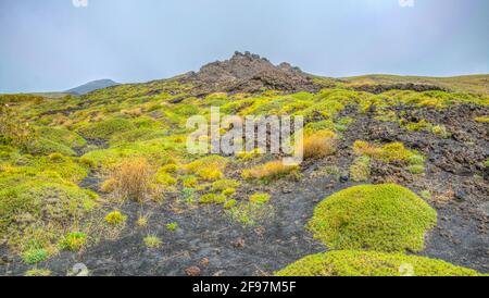 wild vegetation flourishing on slope of mount etna in Sicily, Italy ...