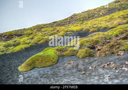 wild vegetation flourishing on slope of mount etna in Sicily, Italy ...