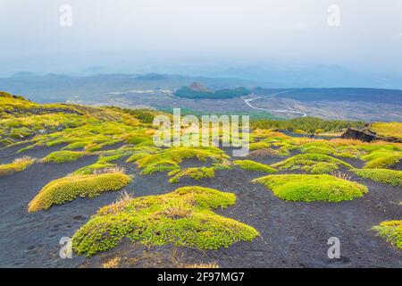 wild vegetation flourishing on slope of mount etna in Sicily, Italy ...