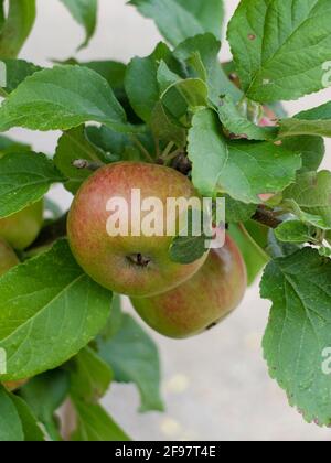 Apple tree 'Prince Albrecht of Prussia' (Malus domestica) on the ...