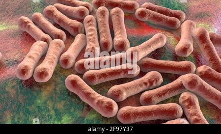 Corynebacterium diphtheriae bacteria, illustration. C. diphtheriae is a ...