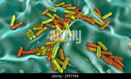 Cutibacterium acnes bacteria, illustration Stock Photo - Alamy
