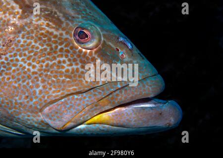 Yellowfin Grouper, Mycteroperca venenosa, off south shore of Cuba ...