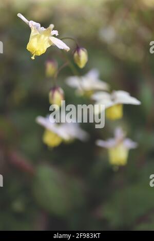 Yellow flowers and heart-shaped leaves of Lesser Celandine Stock Photo ...