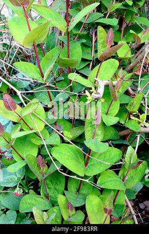shrubby St. John's-wort (Hypericum prolificum) Plantae Stock Photo - Alamy