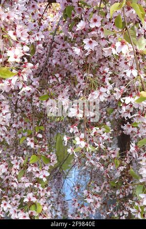 Prunus pendula ‘Pendula Rosea’ drooping rosebud cherry – yellow and mid ...
