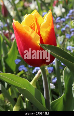 Red with yellow edges Triumph tulips (Tulipa) Tropicana bloom in a ...