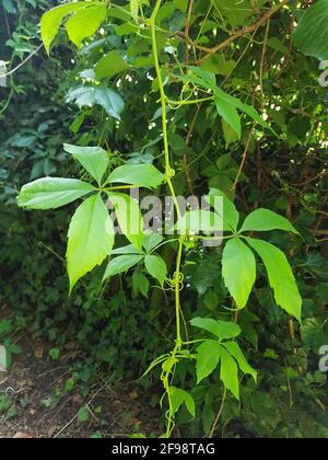 wild grape tendril Stock Photo - Alamy