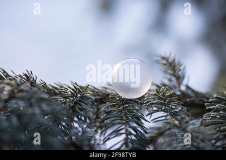 soap bubbles frozen on the tree. High quality photo Stock Photo - Alamy