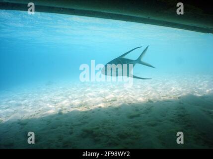 Underwater view of a lone palometa fish swimming under a deep blue sea Stock Photo - Alamy