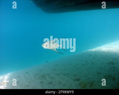 Underwater view of a lone palometa fish swimming under a deep blue sea Stock Photo - Alamy