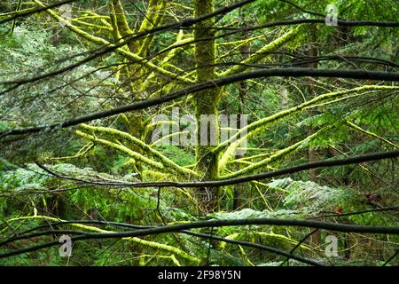 Beautiful trees full of moss in the rain forest Stock Photo - Alamy