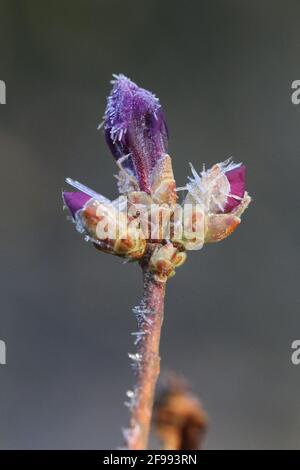 The rhododendron "Praecox", early spring alpine rose Stock Photo - Alamy