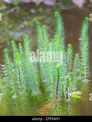 The common pine frond (Hippuris vulgaris Stock Photo - Alamy