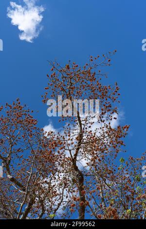 Bao Bao tree near Viñales, Pinar del Río Province, Cuba Stock Photo - Alamy