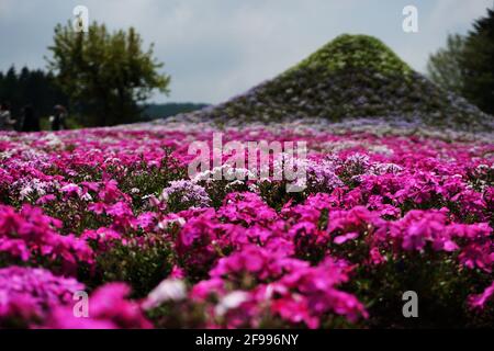 Blooming Shibazakura Pink Moss flower garden,Japan Stock Photo - Alamy