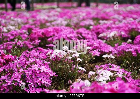 Blooming Shibazakura Pink Moss flower garden,Japan Stock Photo - Alamy