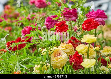 Collecting beautiful colorful flowers on the farm in the greenhouse is ...