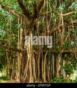 Banyan or banian is a fig that begins its life as an epiphyte. Ficus ...