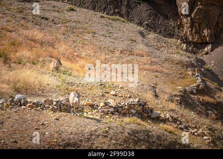 Bharal (Pseudois nayaur), also called the Helan Shan blue sheep ...
