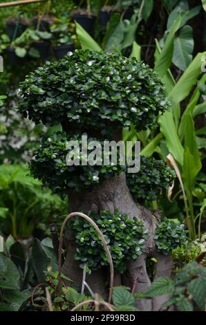Chinese banyan plants with large stems and green leaves Stock Photo - Alamy