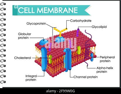 Human Cell Membrane Structure And Function