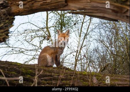 Red fox (Vulpes vulpes) on an old tree trunk, April, Hesse, Germany ...
