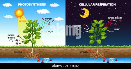 Diagram showing process of photosynthesis and cellular respiration ...