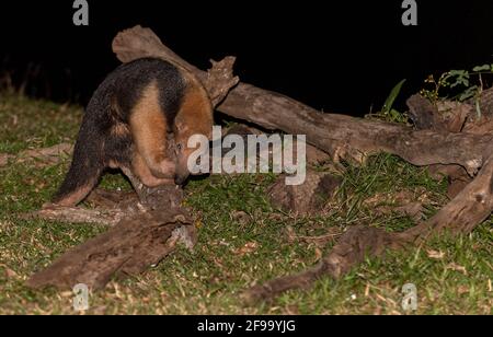 Giant Anteater looking into the camera - taken with wide angle lens ...