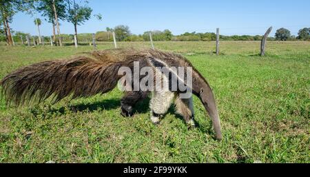 Giant Anteater looking into the camera - taken with wide angle lens ...
