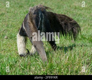 Giant Anteater looking into the camera - taken with wide angle lens ...