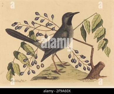 Thrush, 18th century illustration Stock Photo - Alamy