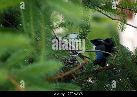 Young magpies in the magpie nest Stock Photo - Alamy