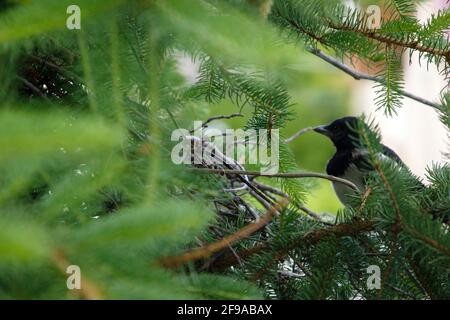 Young magpies in the magpie nest Stock Photo - Alamy