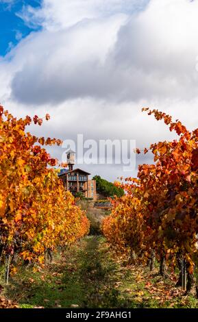 Vineyards of Rioja region with autumn colors. Sunrise time Stock Photo ...