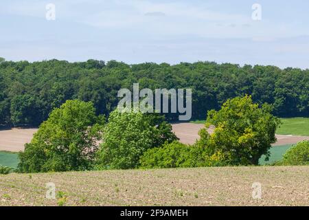 Landscape on Stemweder Berg, Haldem, municipality of Stemwede, North ...