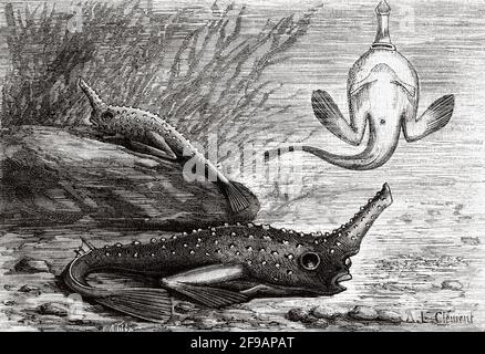 The Brazilian batfish or Seadevil, Ogcocephalus vespertilio underwater ...