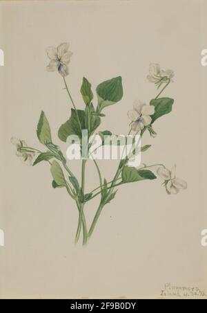 Viola odorata. Sweet violets on white background - realistic style ...