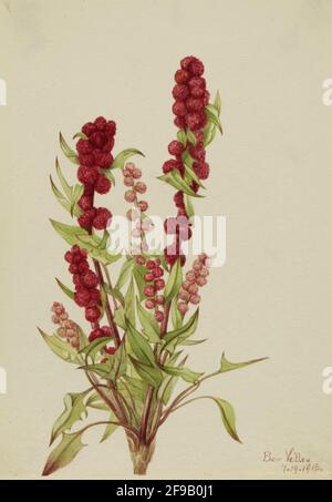 Strawberry Blite Chenopodium capitatum Blitum is an edible plant The ...