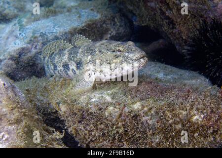Giant Goby - Gobius cobitis Stock Photo - Alamy